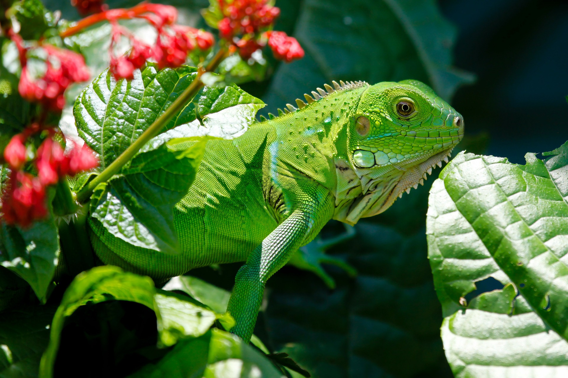 Iguane - tout ce que vous devez savoir | Fera.fr
